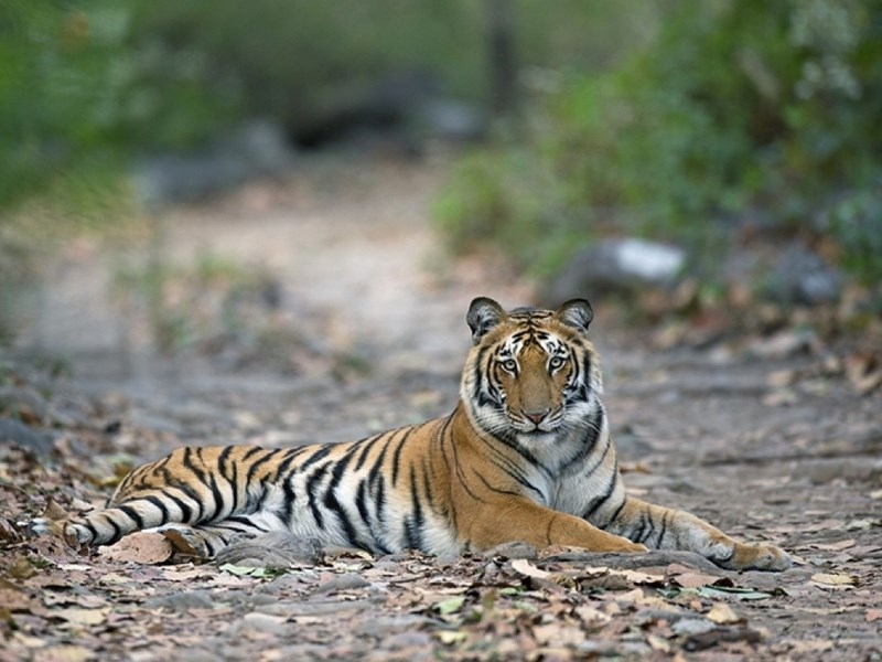 Tiger State : मध्य प्रदेश में सवालों के घेरे में बाघों की सुरक्षा ...