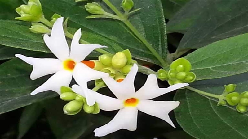 Harsingar Remedies: हर प्रकार की बीमारी में असरदार है हरसिंगार जानिए इस ...