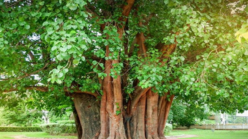 पीपल के पेड़ में होता है पितरों और देवताओं का वास इसकी पूजा के पहले ...