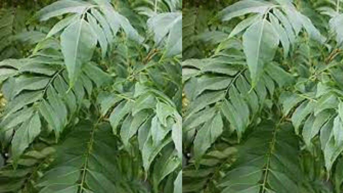 Bilaspur News: फल नहीं, पत्तियां हैं अनमोल - mithi neem hai sabse best