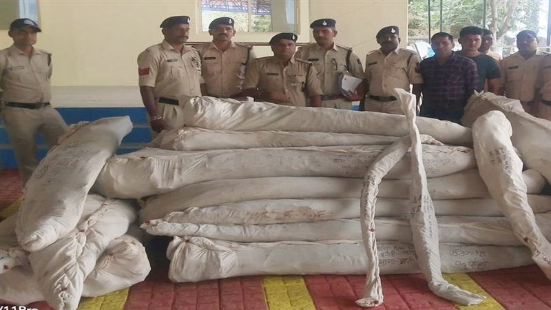 Barwani News: दो खेतों में कपास की फसल के बीच की जा रही थी गांजे की ...