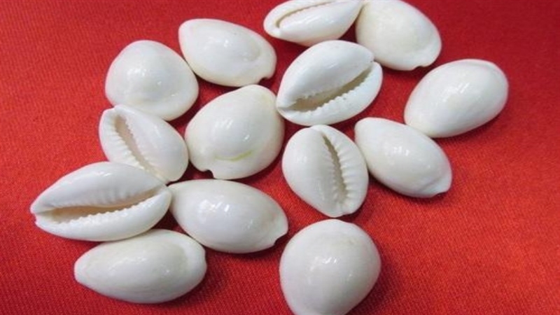 kaudi ke Upay: कौड़ी के कुछ उपाय करने से मां लक्ष्मी होंगी प्रसन्न मिलेगा धन लाभ - kaudi ke Upay ...