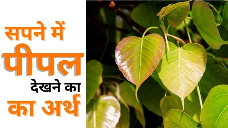 Peepal Ka Ped: सपने में दिखाई देता है पीपल का वृक्ष तो क्या है इसका ...