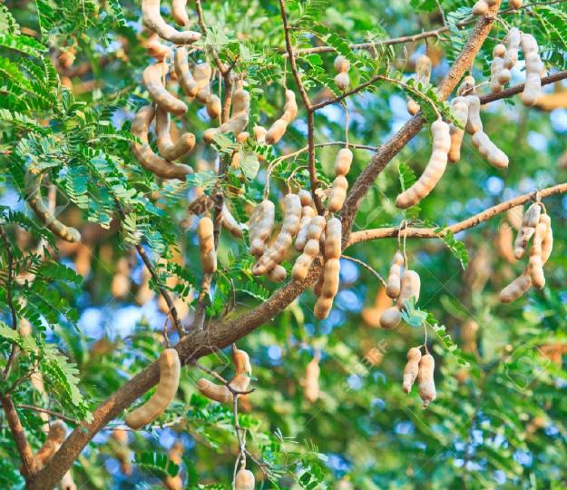 Vastu Plant For Home: इन पेड़-पौधों को घर में लगाने से दूर हो जाएगी सुख-शांति, लगाने से बचें ...