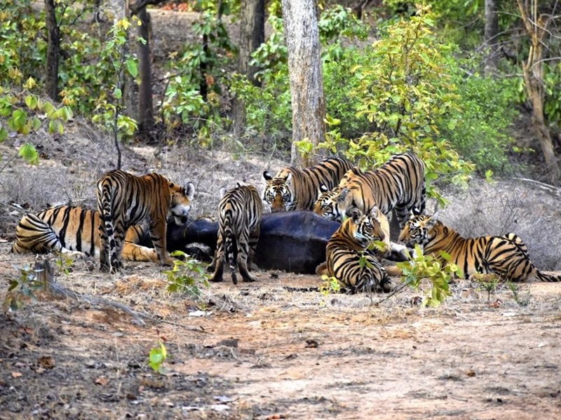 Sanjay Tiger Reserve : मौसी के संरक्षण में शिकार और तैराकी के गुर सीख ...