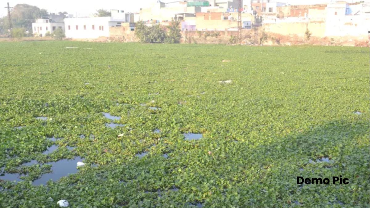 Bhind News: जलकुंभी निकालने के लिए फूंक दिए 42 लाख रुपये, बावजूद इसके ...