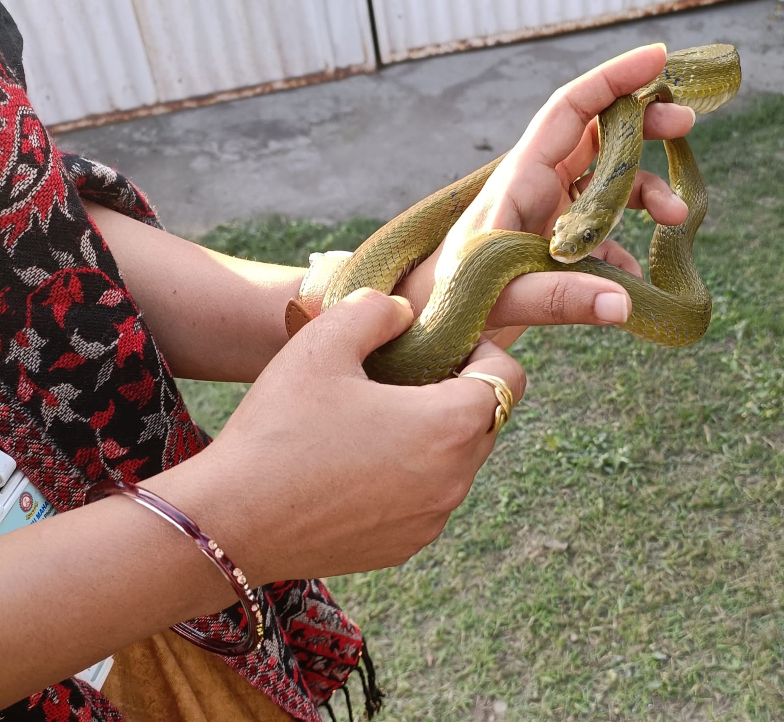 कोरबा में मिला दुर्लभ प्रजाति का सांप कीलबैक, सुरक्षित छोड़ा गया जंगल ...