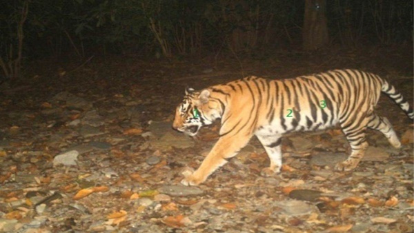 MP Tigers: छत्तीसगढ़, राजस्थान और ओडिशा में भी दहाड़ेंगे मध्य प्रदेश के ...