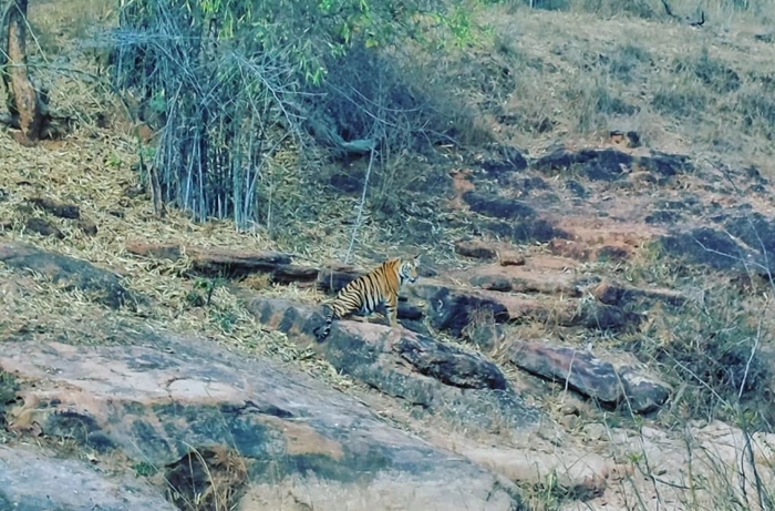 Nauradehi Sanctuary: नदी में अटखेलियां कर रहा बाघों का परिवार, साथ ...
