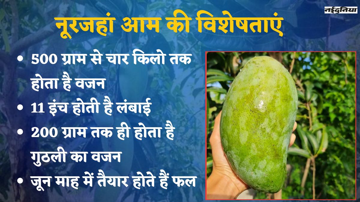Noor Jahan Mango: टिशु कल्चर की सहायता से तैयार किए जाएंगे नूरजहां आम ...