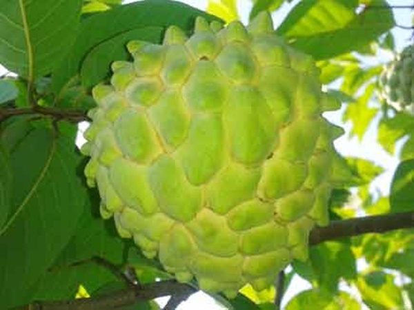 Sitaphal Fruit: सीताफल में कई औषधीय गुण, कैंसर और डायबिटीज को रोकने में ...