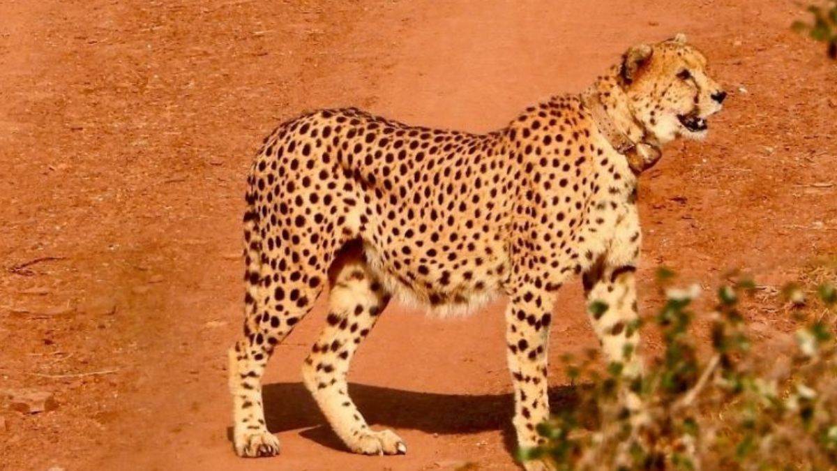 Kuno Cheetah: कूनो के वातावरण में ढले चीते, बाड़े में सफल प्रजनन से ...