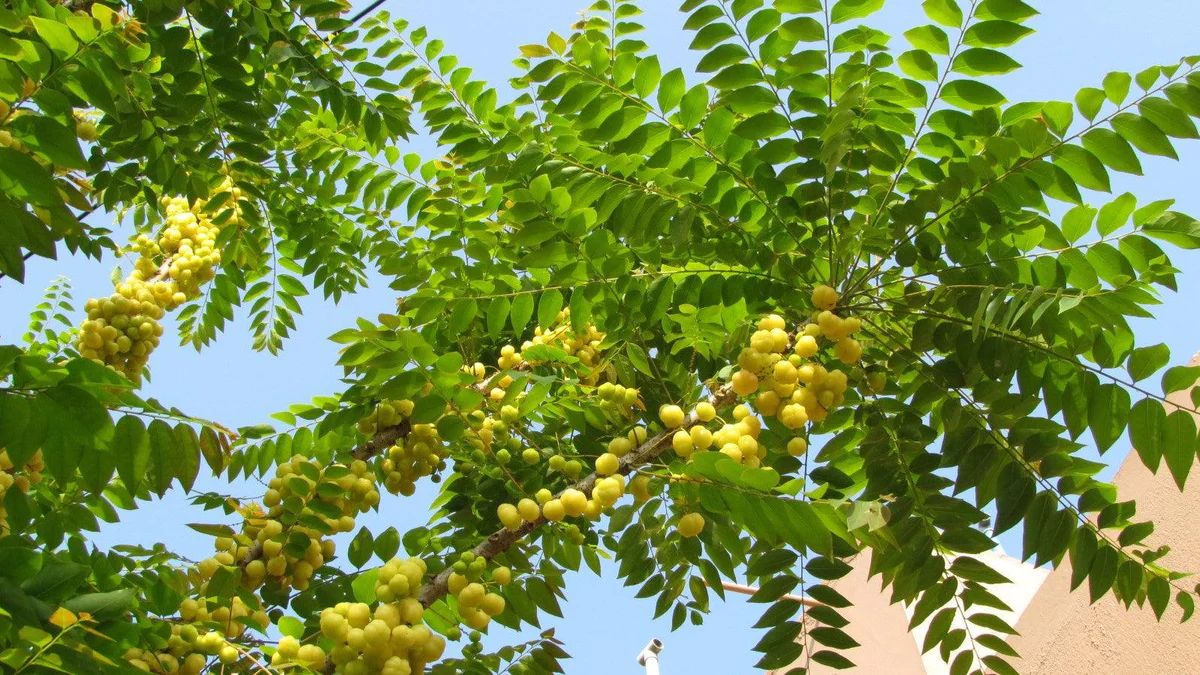 Plant Amla Tree As Per Vastu: आंवले के पेड़ से दूर होंगे रुके हुए काम ...