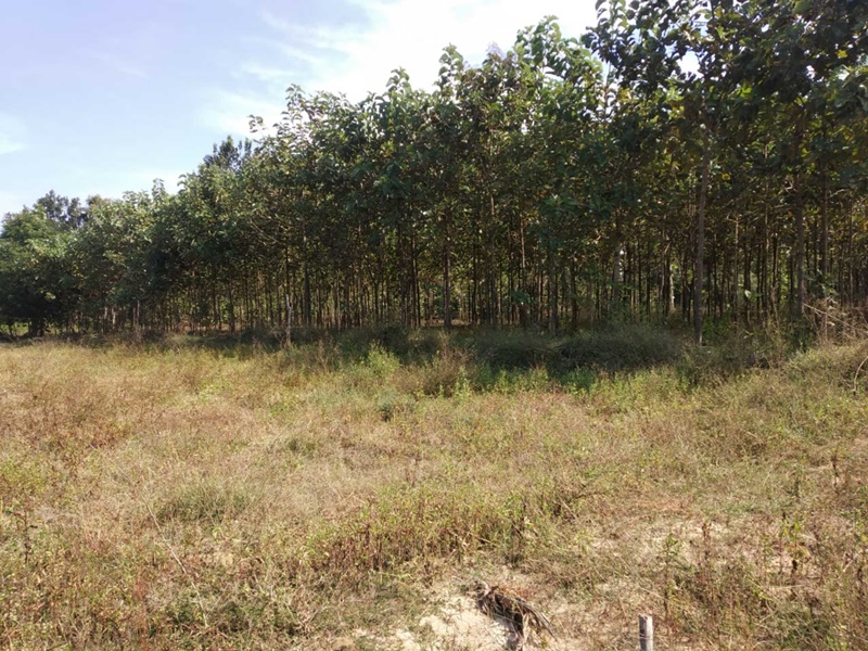 Balaghat News: बाघ और वन्य प्राण‍ियों के विचरण के लिए अपने खेत में ही ...