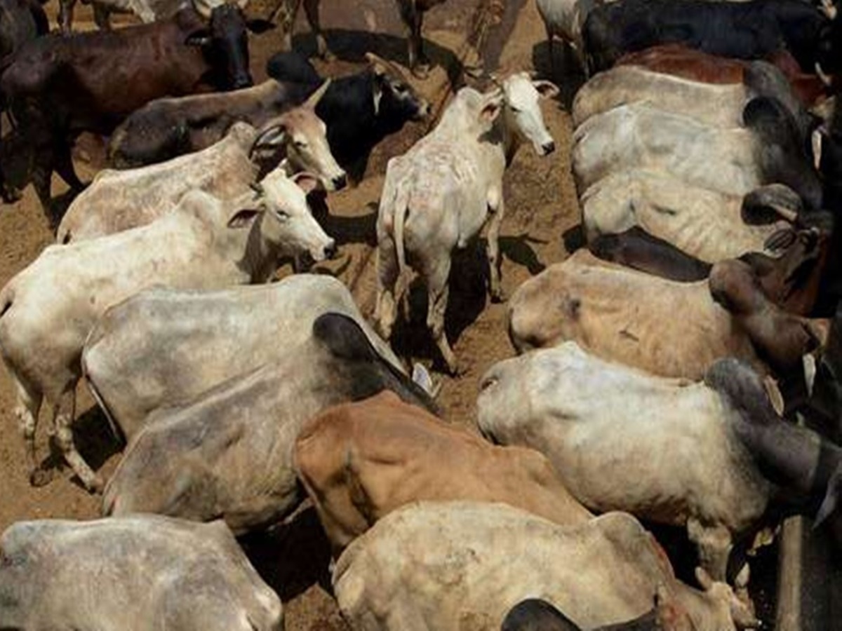 गायों के लिए स्वर्ग बना एशिया का पहला गो-अभयारण्य... मप्र के आगर-मालवा ...