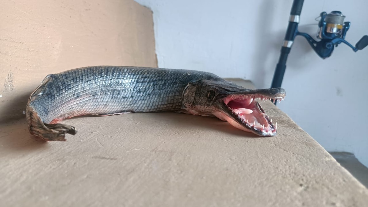 Bhopal News : भोपाल के बड़े तालाब में मिली अमेरिका की झीलों में पाई ...