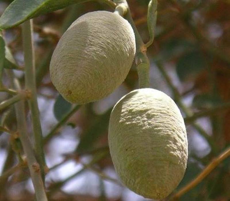 Hingot War Indore: युद्ध जहां बना परंपरा और परंपरा बनी पहचान - Hingot ...