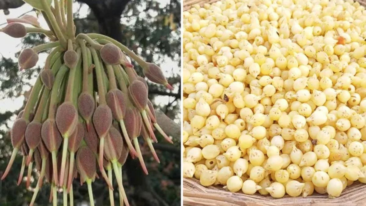 काजू-बादाम भी फेल! आदिवासियों का यह 'सुपरफूड' दूर करेगा खून की कमी ...