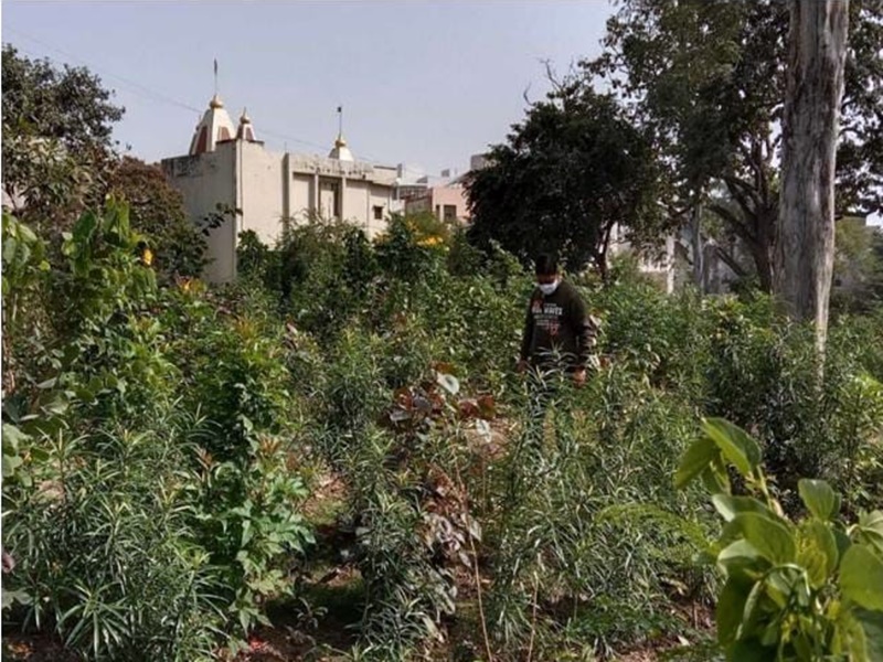 Miyawaki Method in Indore: मियावाकी के सहारे इंदौर लिखेगा हरियाली की नई ...