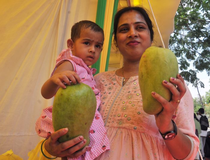 Bhopal News: मैंगो फेस्‍टिवल में 'नूरजहां' ने लोगों को लुभाया, जीआइ ...