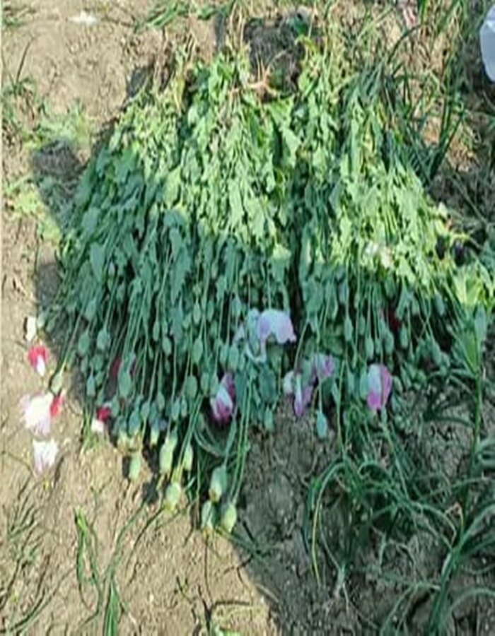 Maihar News : प्याज की फसल के बीच लगा रखे थे 5 हजार से ज्यादा अफीम के ...