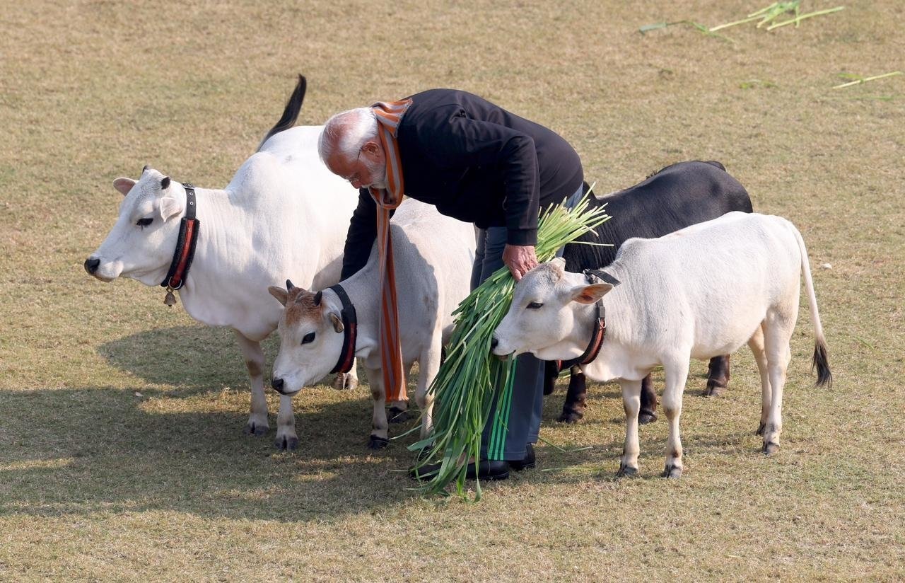 PM Modi with Cows: मकर संक्रांति पर PM ने गायों को खिलाया चारा ...