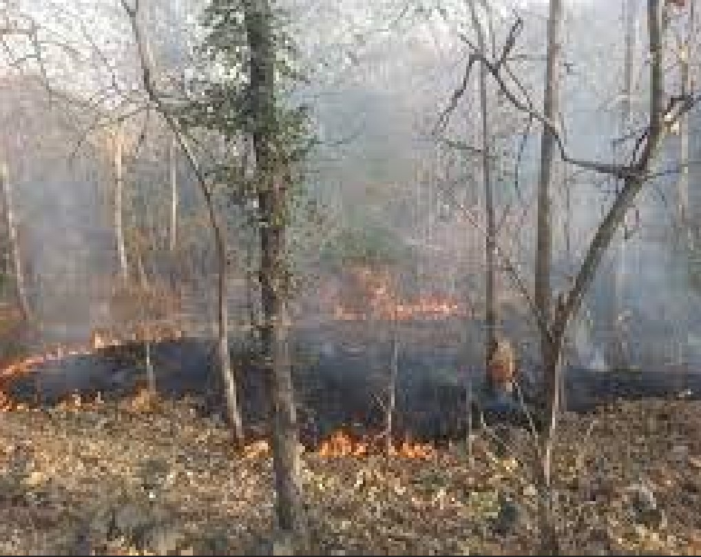 MP News: मप्र का फारेस्ट फायर कंट्रोल माडल देशभर में होगा लागू, एप के ...