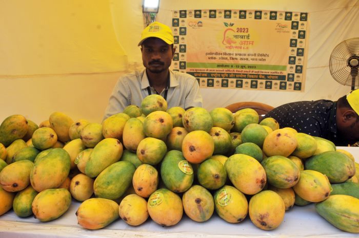 Bhopal News: मैंगो फेस्‍टिवल में 'नूरजहां' ने लोगों को लुभाया, जीआइ ...