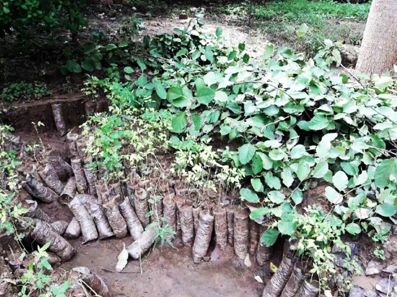 MP Forest Department : अगले दो साल पॉलीथिन में ही पौधे उगाएगा वन विभाग ...