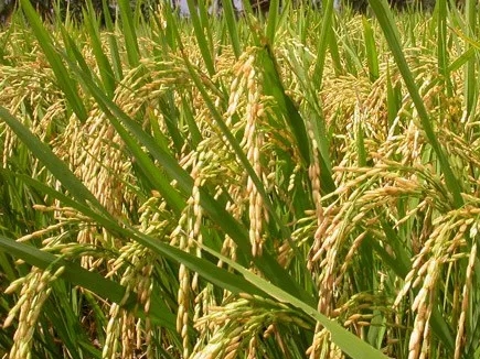 Paddy crop : गेहूं की तरह सींचा धान, लागत कम होने से मुनाफा अधिक ...