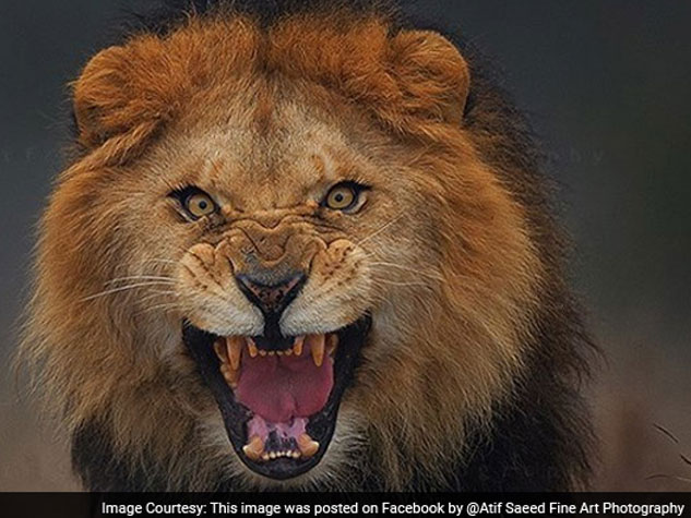 पाक फोटोग्राफर ने करीब से ली शेर की तस्‍वीर, हुई वायरल