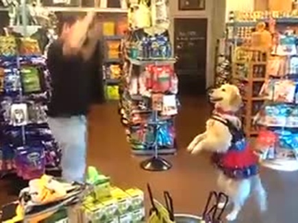 वायरल हो गया इस डॉगी का सालसा डांस