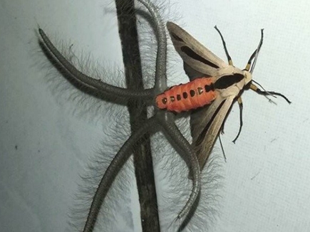 कभी देखा है ऐसा डरावना कीड़ा, सोशल मीडिया में हो रहा है वायरल