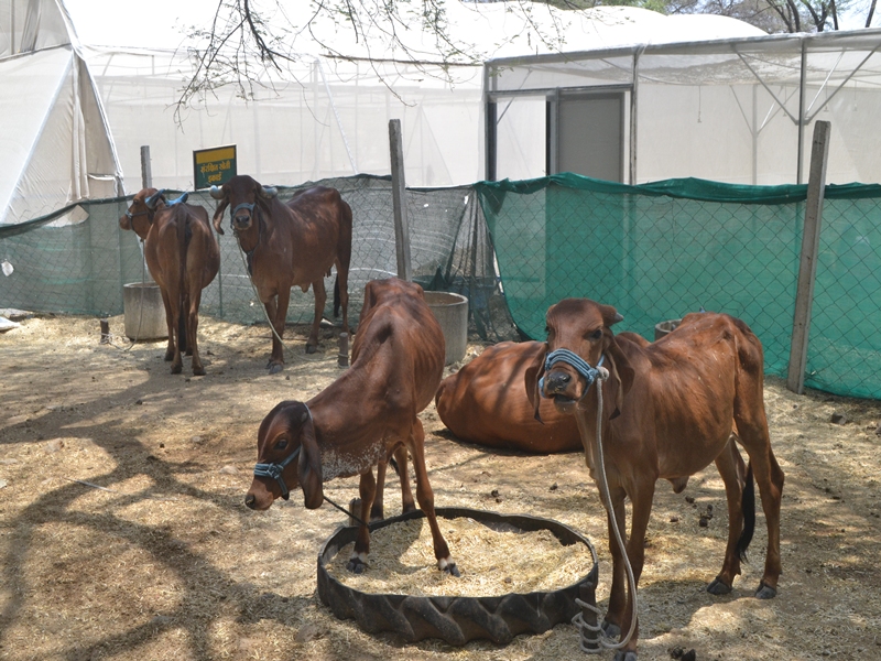 Madhya Pradesh : झांसी की आर्मी गौशाला से शाजापुर में पहली बार आएगी ...