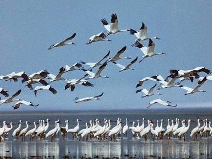 सात समुंदर पार से आए कोरबा आए साइबेरियन पक्षी