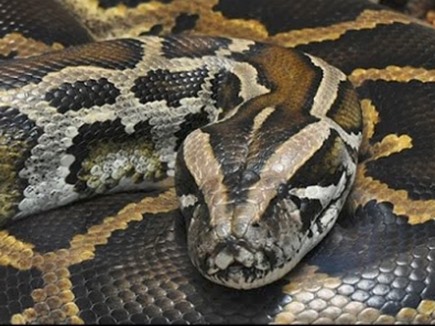 बाइक की हेडलाइट में था 3 मीटर लंबा सांप, डर के मारे दहशत में आए लोग ...