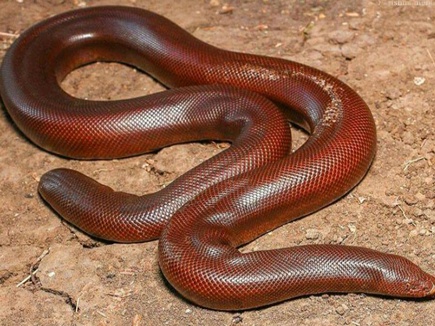 पैंगोलिन की तरह सेंडबोआ सांपों की तस्करी का जाल फैला रहे थे तस्कर