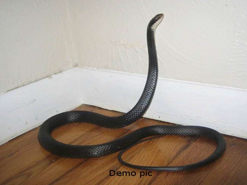 बच्चे क्लास में पढ़ रहे थे, एक के बाद एक निकले 6 सांप से मची अफरा-तफरी ...