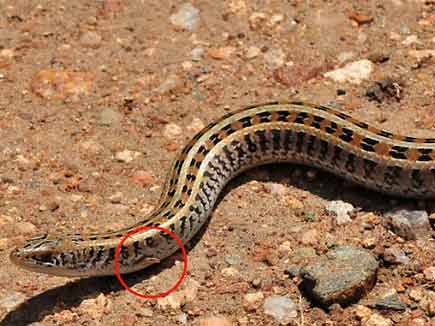 सालों पहले सांपों को भी होते थे हाथ-पैर