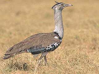 थार रेगिस्तान में पैदा होंगे गोडावण