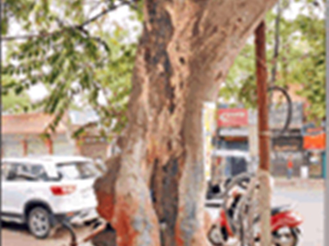 'पुत्रजीवा' पर संसद में मच चुका है हंगामा, यहां उखड़ रही सांसें ...