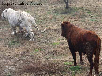 जब जंगली सांड ने बाघ को धूल चटाई