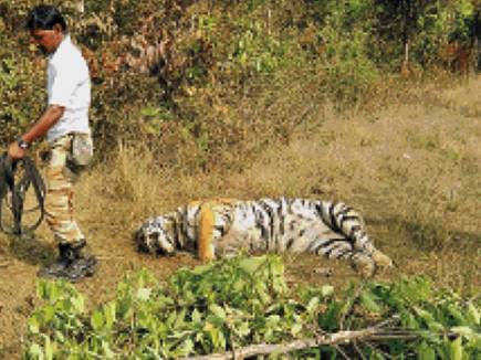 जंगली सूअर से लंबी चली लड़ाई तो थका बाघ, इसी वजह से हुई मौत
