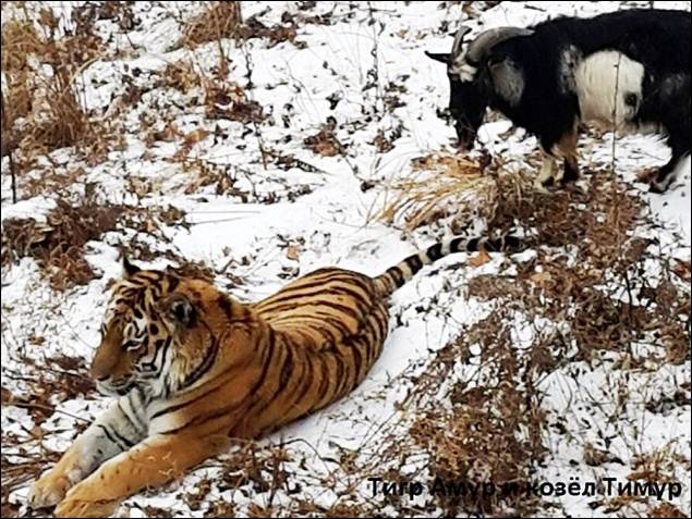 अनोखा मामलाः जब शिकार की शिकारी बाघ से हो गई दोस्ती