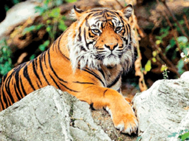 Tiger in Madhya pradesh: बाघ तो बढ़ा लेंगे, जंगल भी चाहिए
