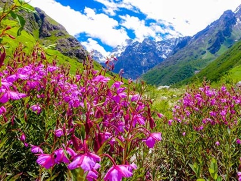 Vally Of Flowers : सैलानियों के लिए खुली फूलों की घाटी, जानिये पहुंचने ...