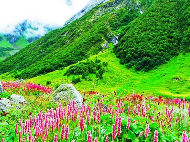 Uttarakhand: पर्यटकों के लिए 1 जून से खुलेगी फूलों की घाटी, जानिये इस ...