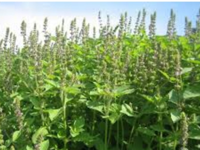 छत्तीसगढ़ की वनतुलसी पर बांग्लादेश की नजर, किसान हो रहे मालामाल ...