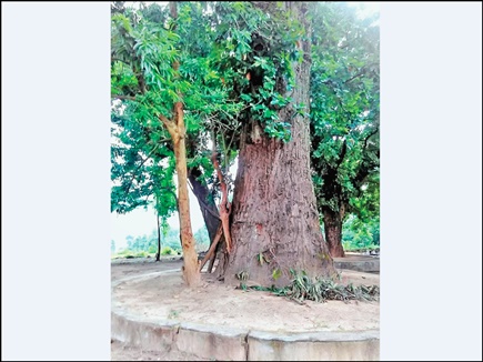 आपने कभी देखा है 1400 साल पुराना कोई पेड़