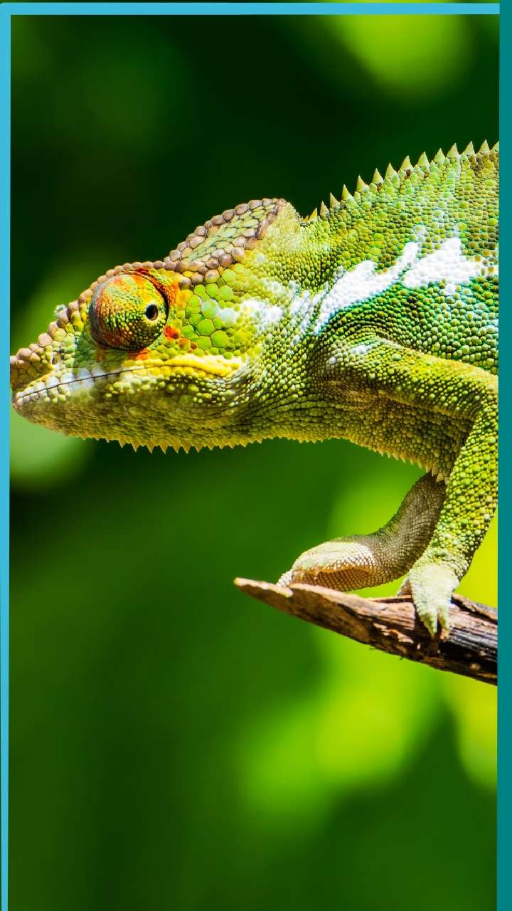 घर में गिरगिट का आना क्या संकेत देता है? meaning of chameleon coming in ...